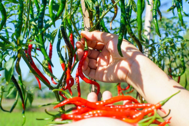 37 Edible Plants You Can Easily Grow In a Hanging Basket
