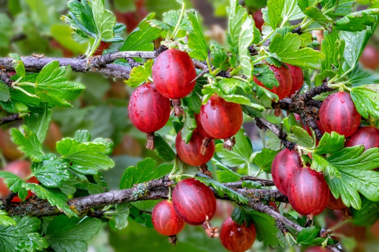 How To Plant & Grow A Gooseberry Bush For Endless Summer Harvests