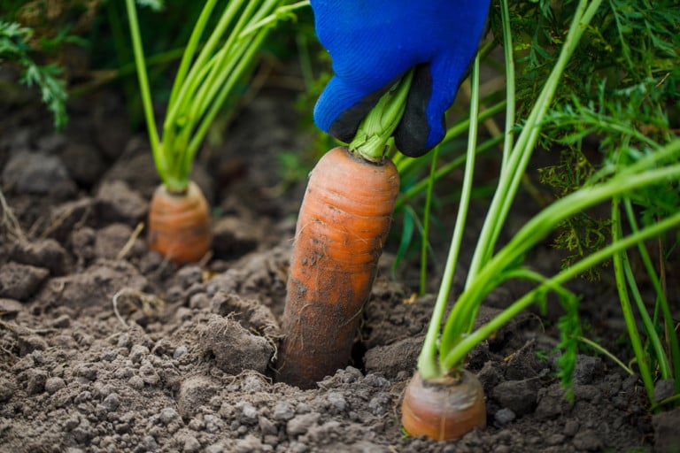 How To Grow Your Best Carrots Ever - From Seed To Harvest