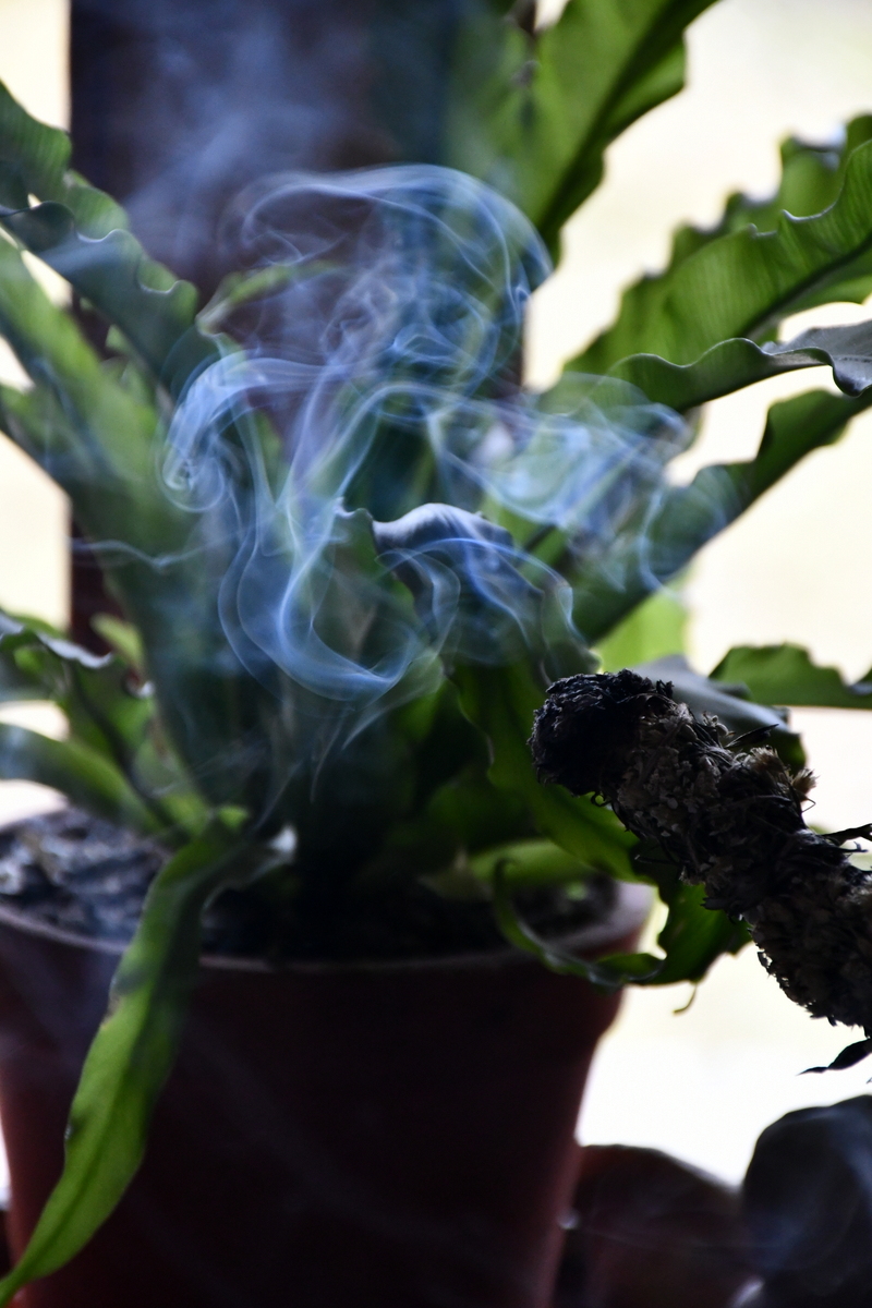 6 Reasons To Smudge Your Home + DIY Wild-foraged Smudge Sticks