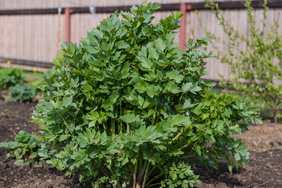 How To Grow & Use Lovage: 12 Recipes You've Got To Try