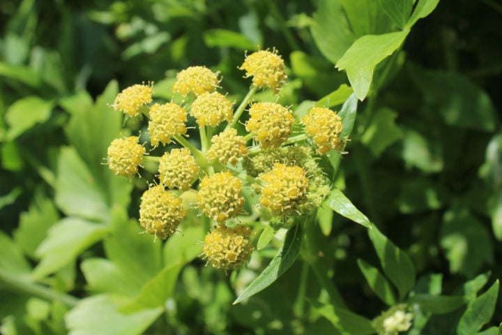 How To Grow & Use Lovage: 12 Recipes You've Got To Try