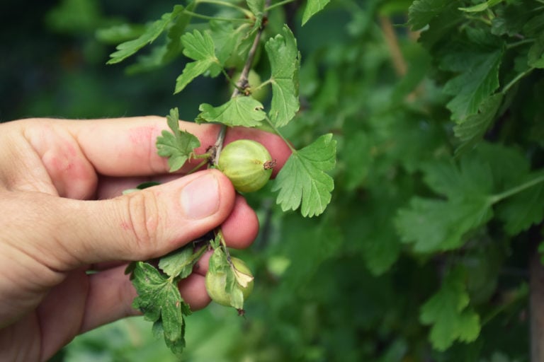 How To Plant & Grow A Gooseberry Bush For Endless Summer Harvests