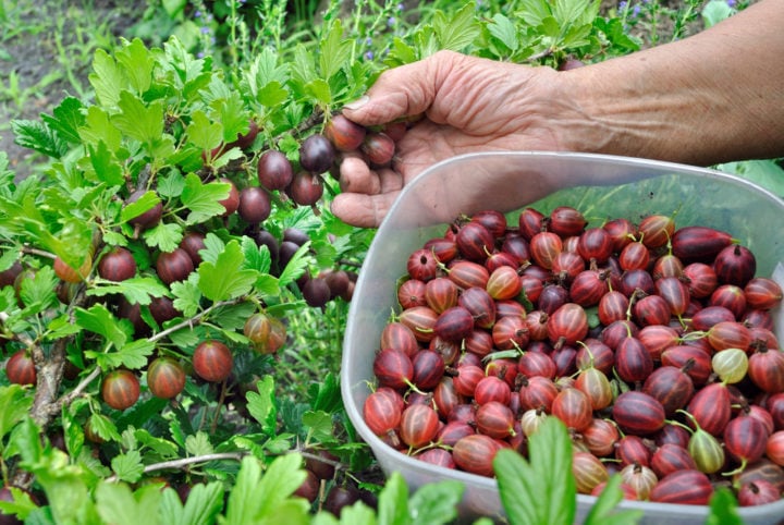 How To Plant & Grow A Gooseberry Bush For Endless Summer Harvests