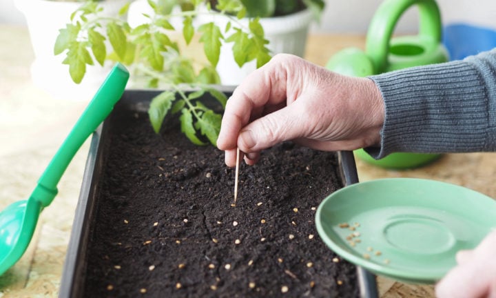 15 Seed Starting Lessons I Learned the Hard Way