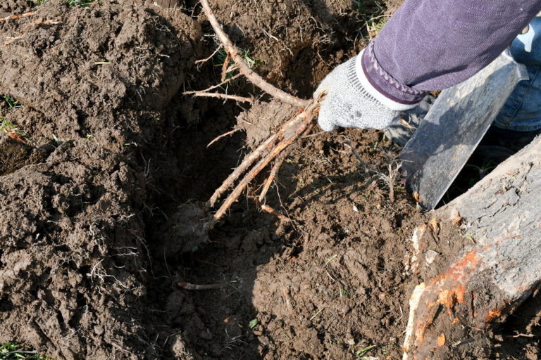 How To Completely Remove a Tree Stump By Hand