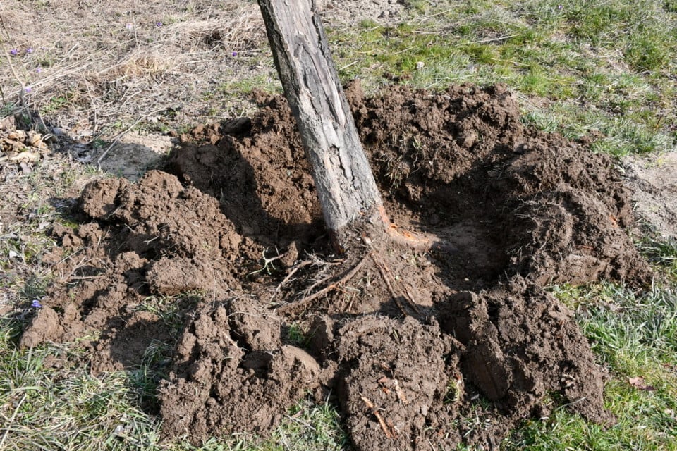 How To Completely Remove a Tree Stump By Hand