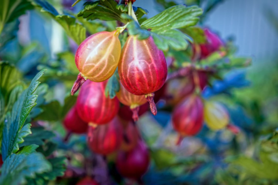 How To Plant & Grow A Gooseberry Bush For Endless Summer Harvests
