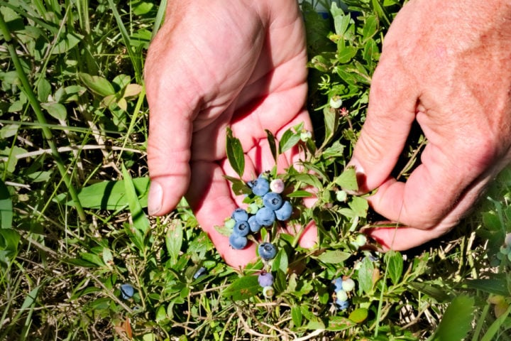 9 Tips for Growing Buckets of Blueberries Year After Year