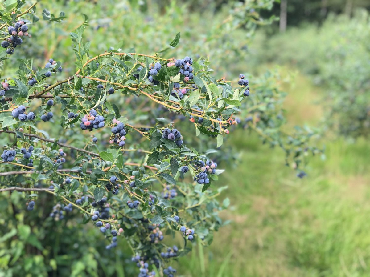 9 Tips for Growing Buckets of Blueberries Year After Year