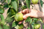 How To Grow Tomatillos - 200 Fruits Per Plant!
