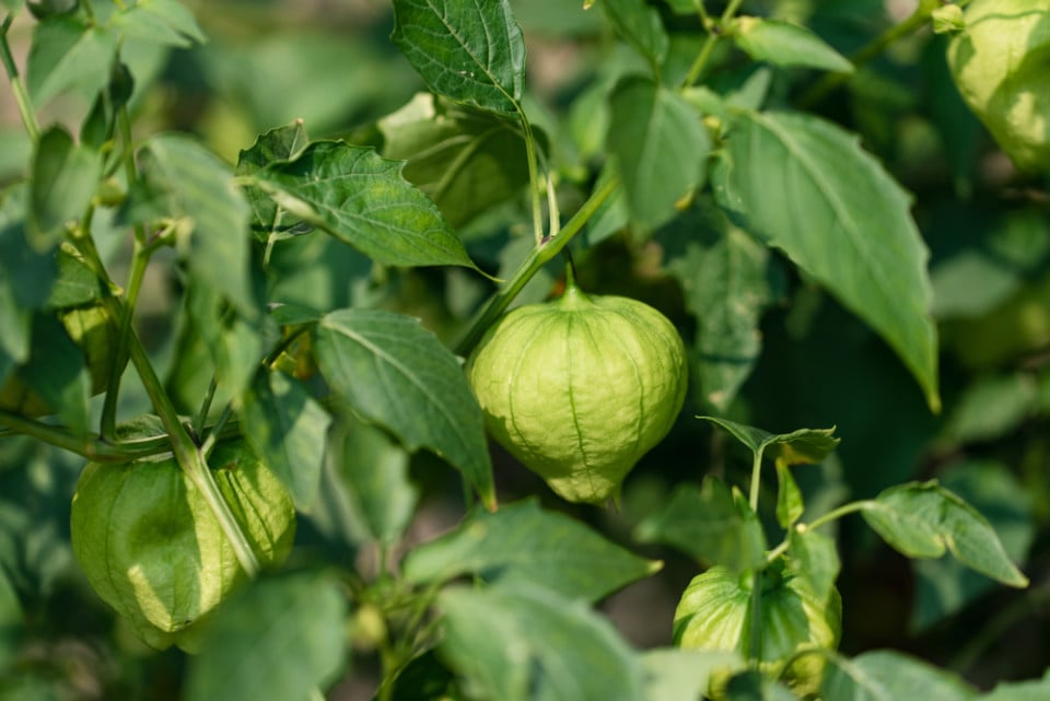 How To Grow Tomatillos - 200 Fruits Per Plant!