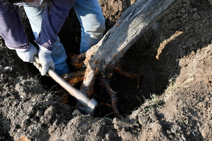 How To Completely Remove a Tree Stump By Hand