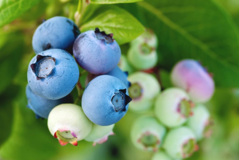 9 Tips for Growing Buckets of Blueberries Year After Year