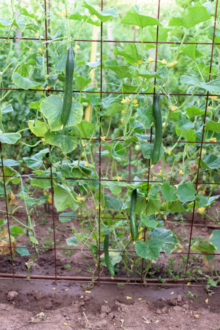 12 DIY Cucumber Trellis & Support Ideas