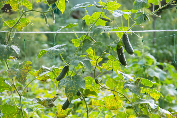 12 DIY Cucumber Trellis & Support Ideas