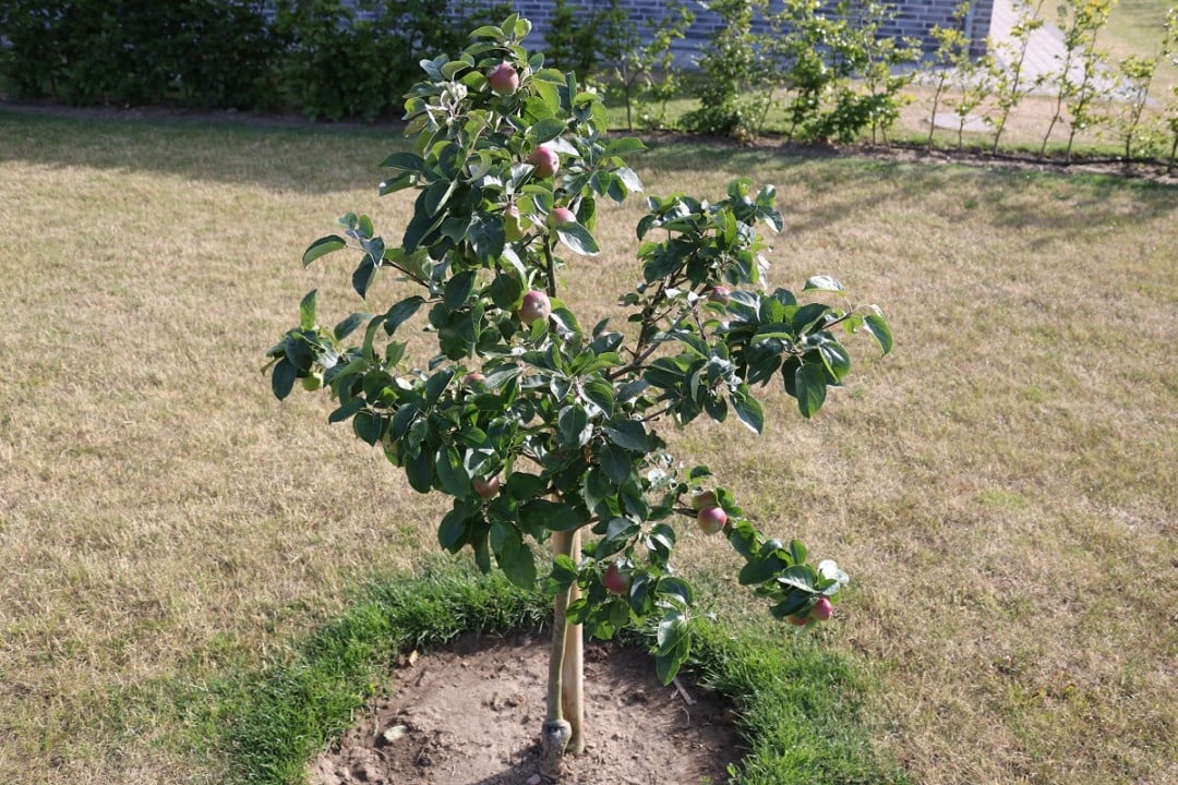 8 Dwarf Fruit Trees For High Yields In Small Gardens