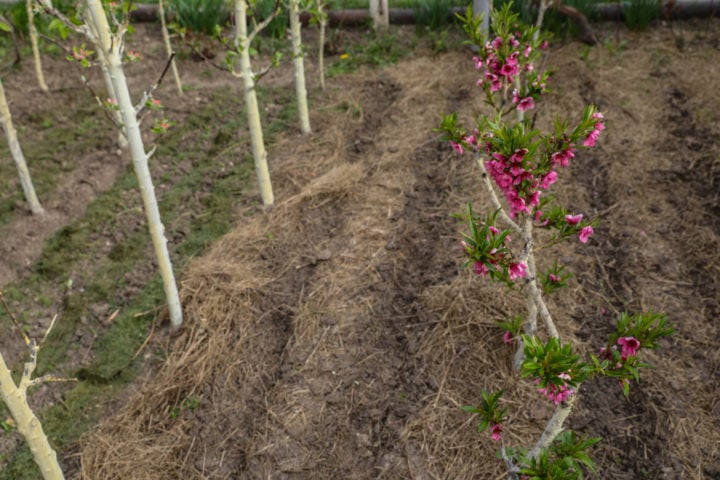 8 Dwarf Fruit Trees For High Yields In Small Gardens