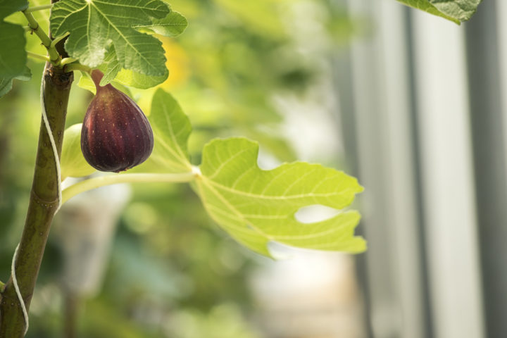 8 Dwarf Fruit Trees For High Yields In Small Gardens