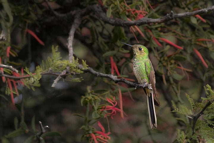 The Ultimate Guide to Attracting Hummingbirds to Your Yard