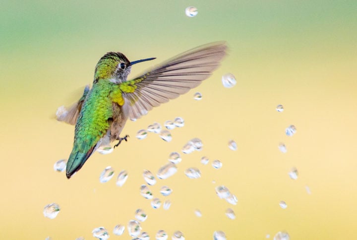 The Ultimate Guide to Attracting Hummingbirds to Your Yard