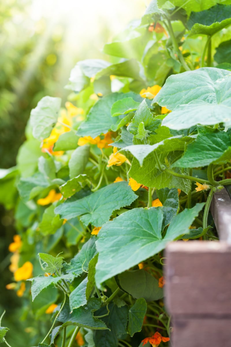 12 DIY Cucumber Trellis & Support Ideas