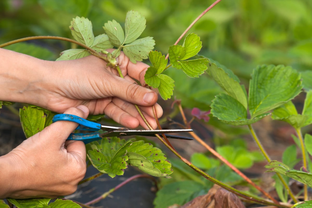 7 Secrets for Your Best Strawberry Harvest Every Year