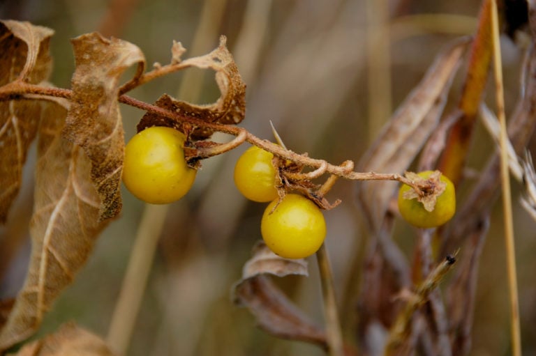 Tomato Blight: How to Spot, Treat & Prevent 3 Types of Blight