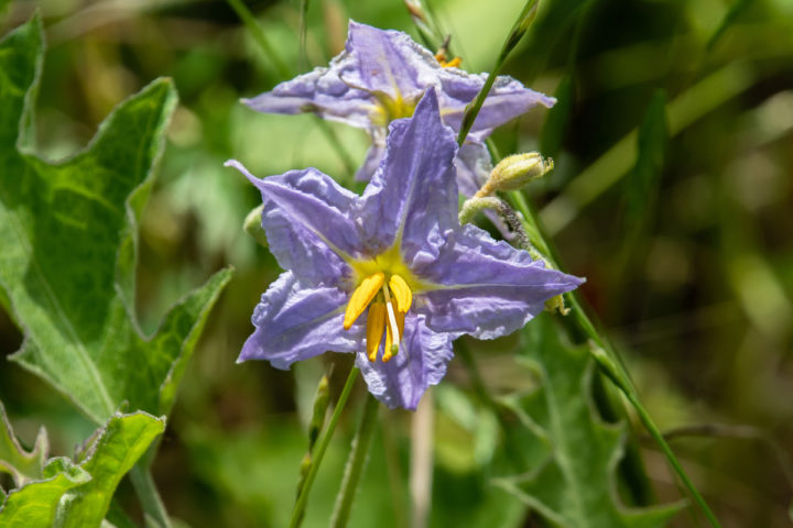 Tomato Blight: How to Spot, Treat & Prevent 3 Types of Blight