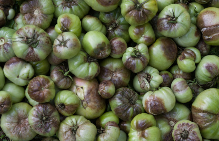 Tomato Blight: How to Spot, Treat & Prevent 3 Types of Blight