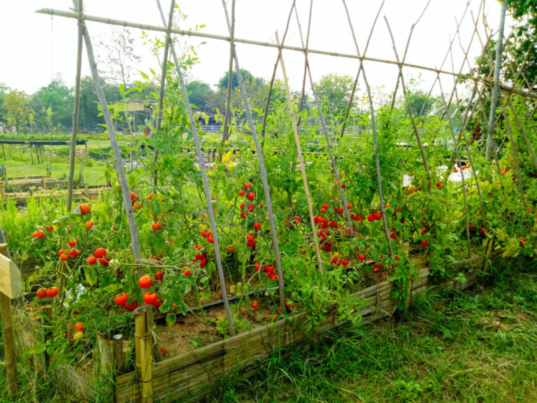 Tomato Blight: How to Spot, Treat & Prevent 3 Types of Blight