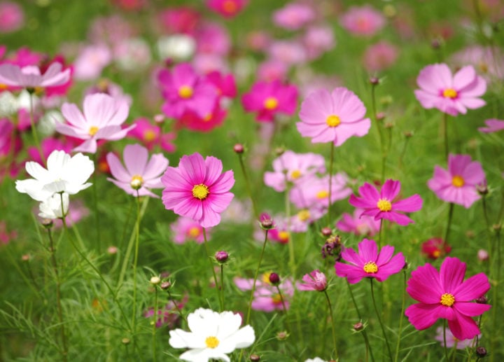 15 Quick & Easy to Grow Annuals for a Cut-Flower Garden