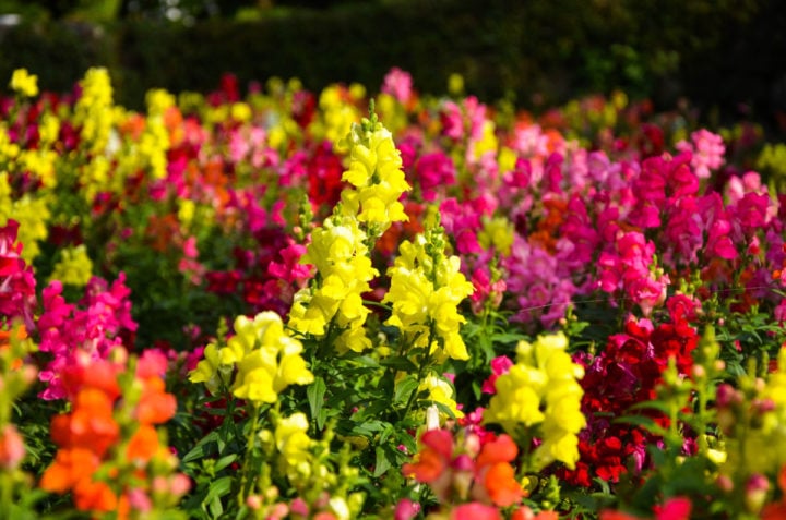 15 Quick & Easy to Grow Annuals for a Cut-Flower Garden