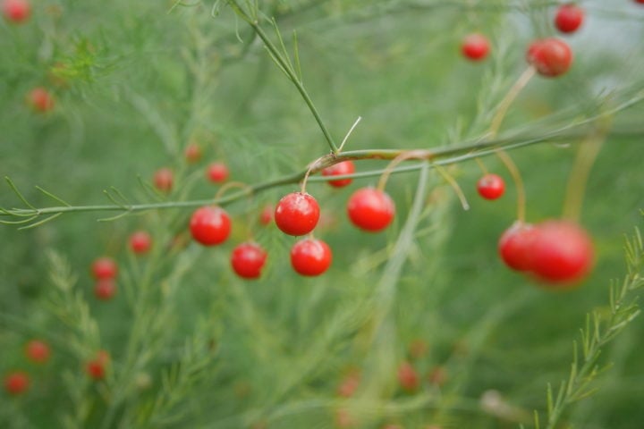 How To Plant an Asparagus Bed - Plant Once & Harvest For 30+ Years