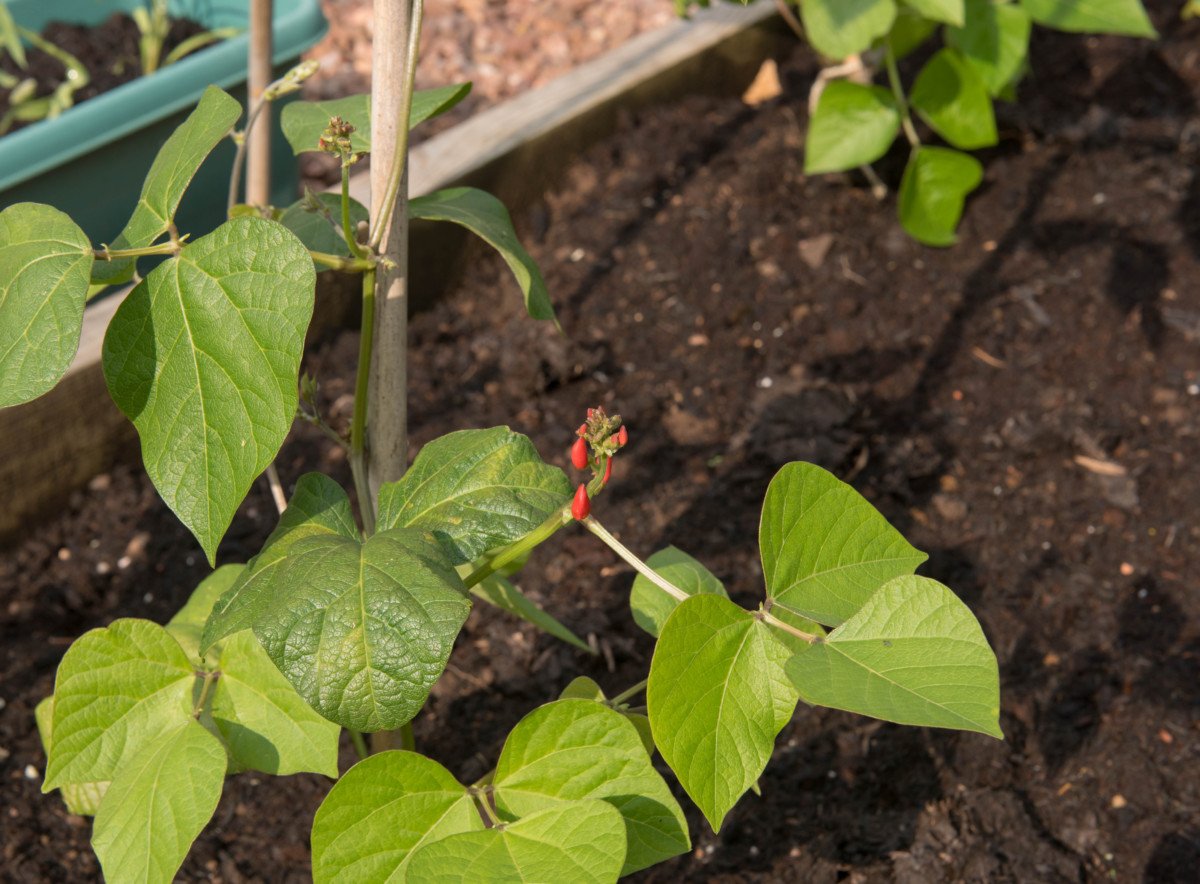 The Ultimate Green Bean Growing Guide - from Planting to Harvesting