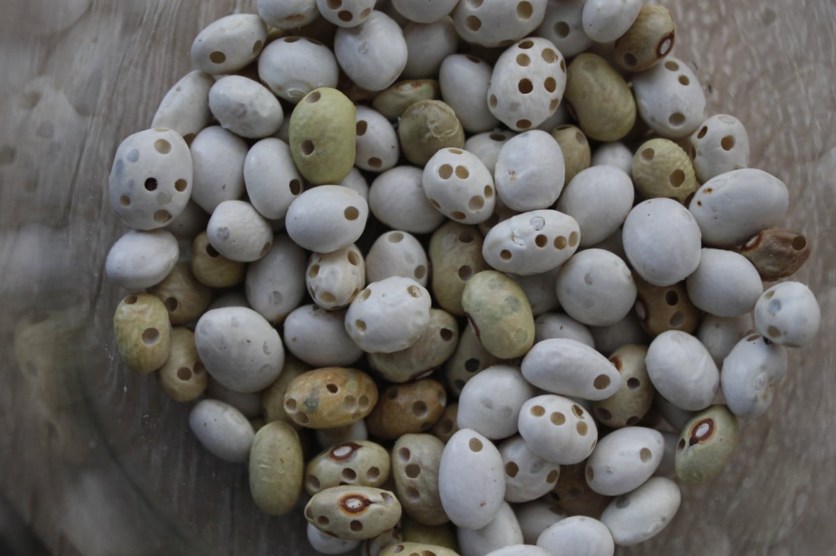 The Ultimate Green Bean Growing Guide - from Planting to Harvesting