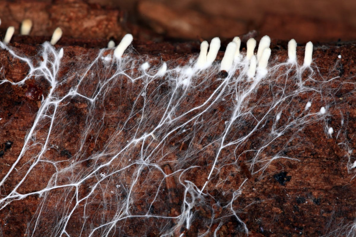 Why You Should Add Mycorrhizae To Your Soil - Stronger Roots ...