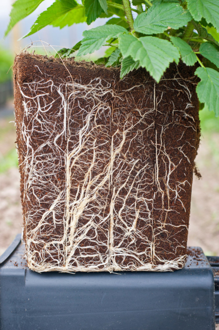 Why You Should Add Mycorrhizae To Your Soil - Stronger Roots ...
