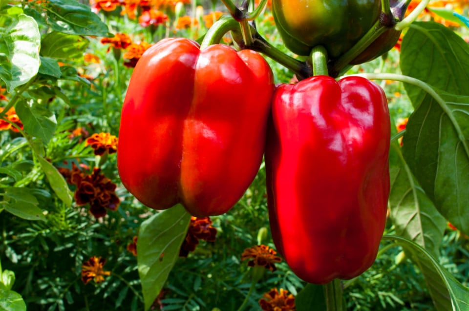35 Companion Plants For Peppers (& 4 Plants To Avoid)