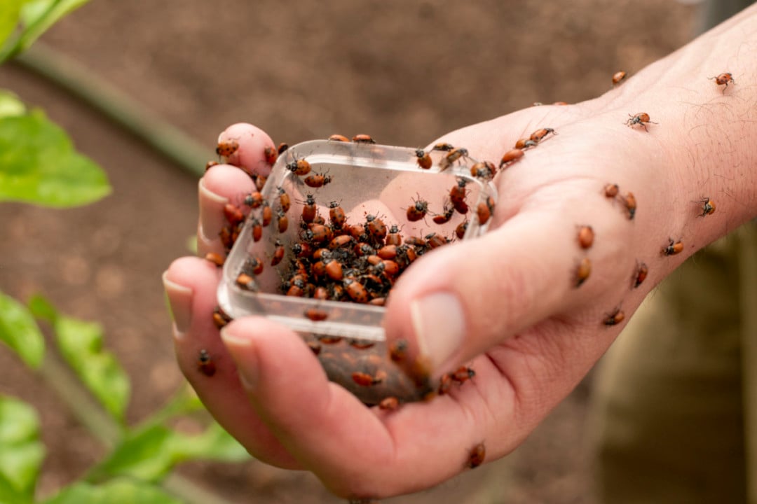 How To Release Ladybugs Into Your Garden (& Why You Should)