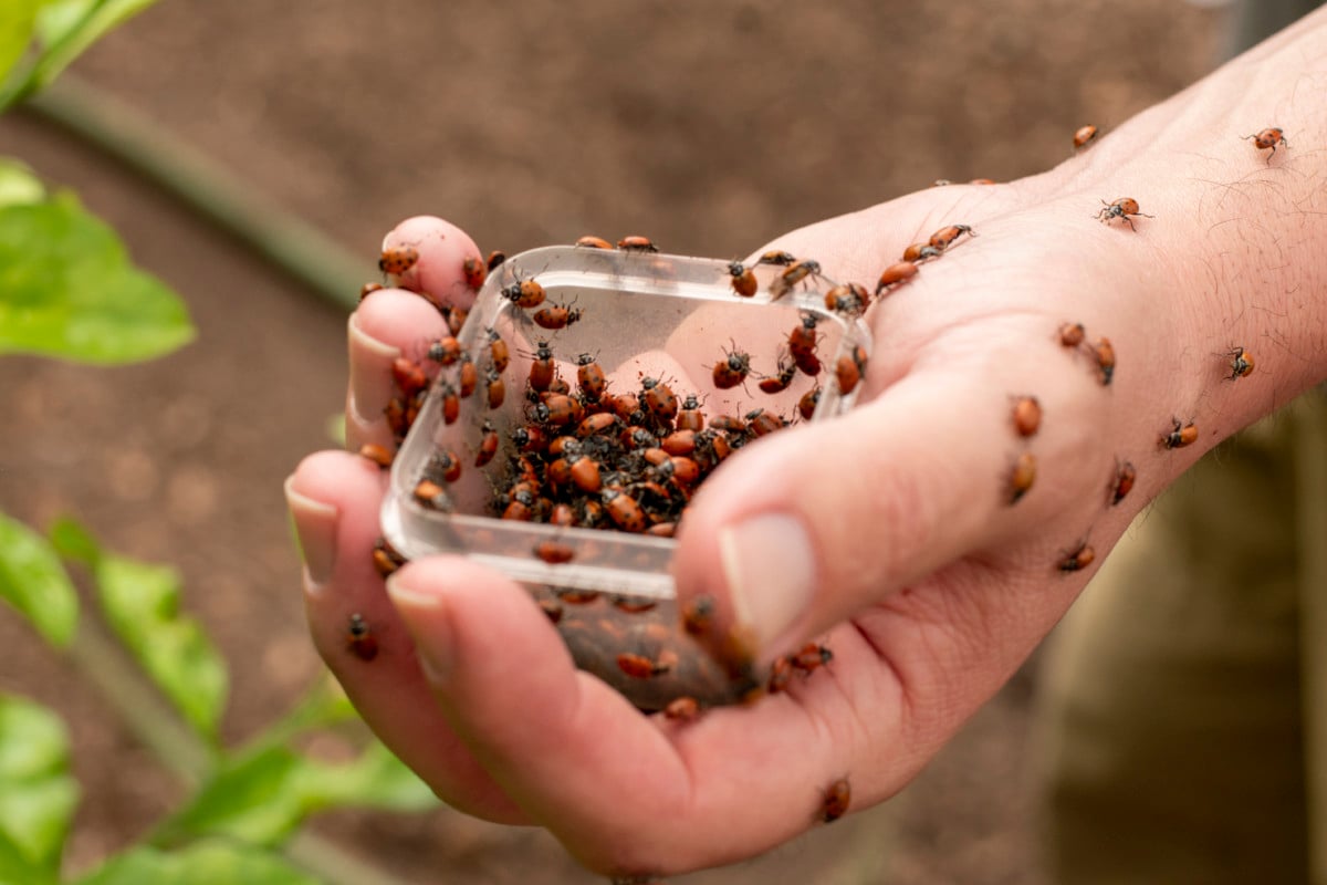 How To Release Ladybugs Into Your Garden (& Why You Should)