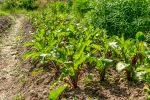 21 Short-Season Crops for Cooler Climates