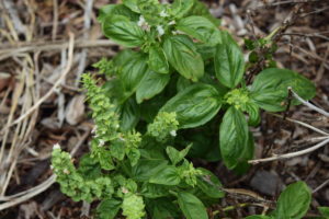 How to Stop Your Herbs & Vegetables from Bolting