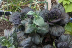 How to Stop Your Herbs & Vegetables from Bolting