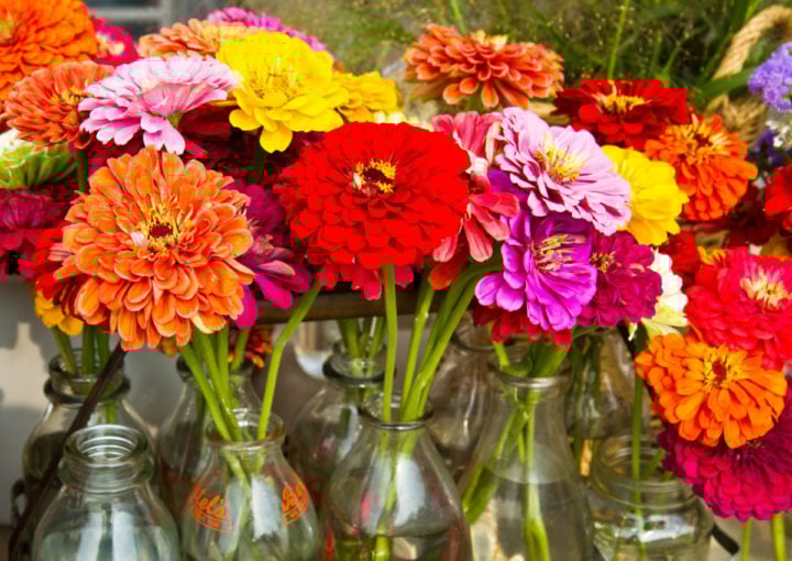 15 Quick & Easy to Grow Annuals for a Cut-Flower Garden