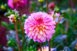 5 Hardest Flowers To Grow - Are You Up For The Challenge?
