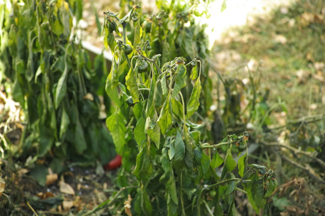 Why Is My Garden Dying? - The Top 6 Reasons and How to Fix It