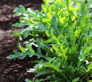 21 Short-Season Crops for Cooler Climates