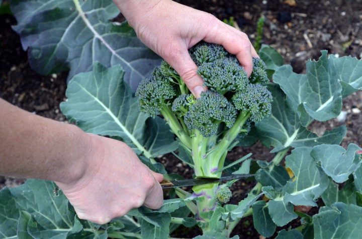 21 Short-Season Crops for Cooler Climates