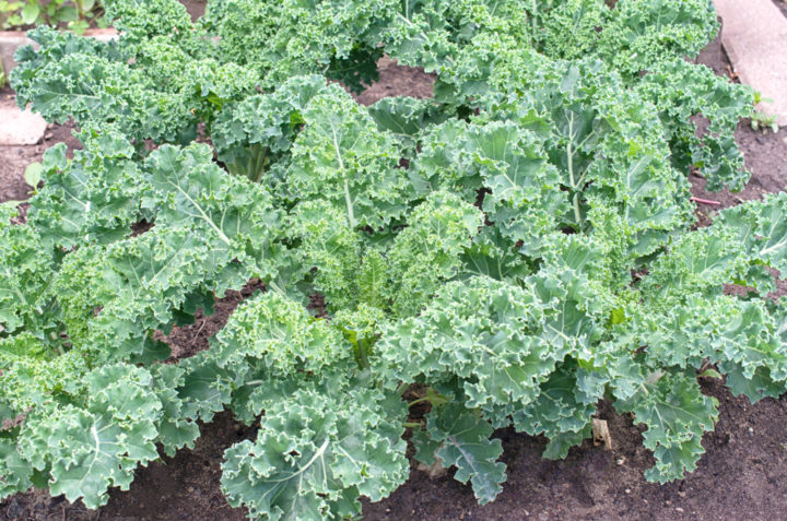 21 Short-Season Crops for Cooler Climates